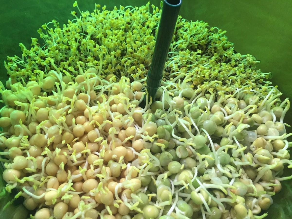 How to Test Your Sprouting Seed – Sproutman SproutLab