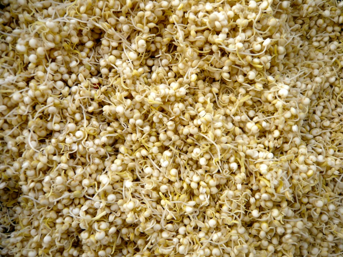 Sprouting Quinoa – Sproutman SproutLab