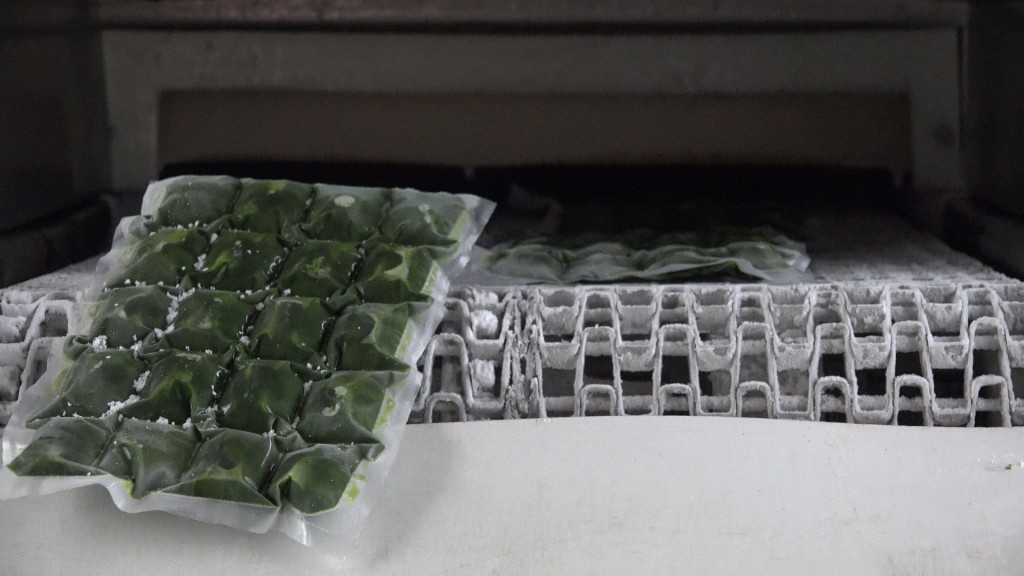 Frozen Wheatgrass – Why I Love It! – Sproutman SproutLab