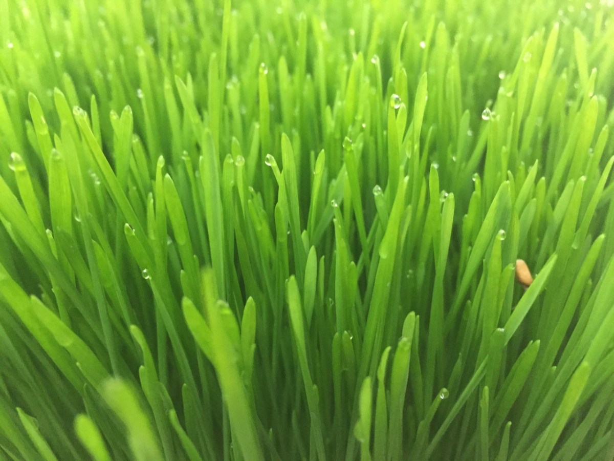 Treating Wounds with Wheatgrass – Sproutman SproutLab