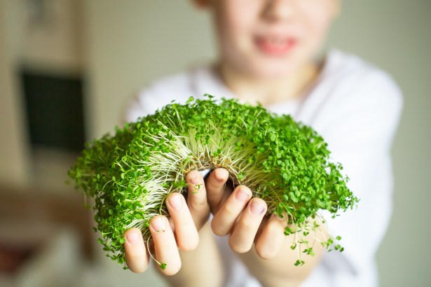 A Fun Home Sprouting Experiment for Kids! – Sproutman SproutLab